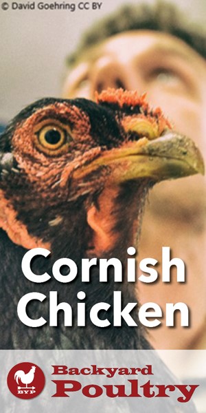Cornish Chicken - Breed Profile - Backyard Poultry
